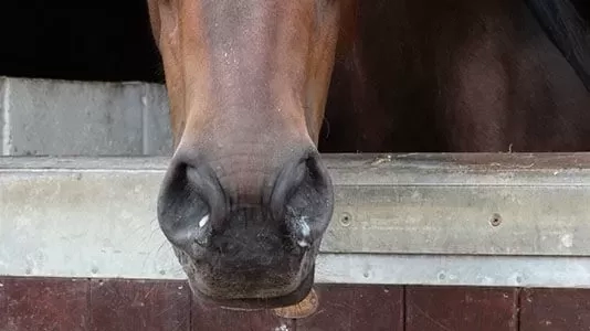 What Is Strangles In Horses? | Redwings Horse Sanctuary